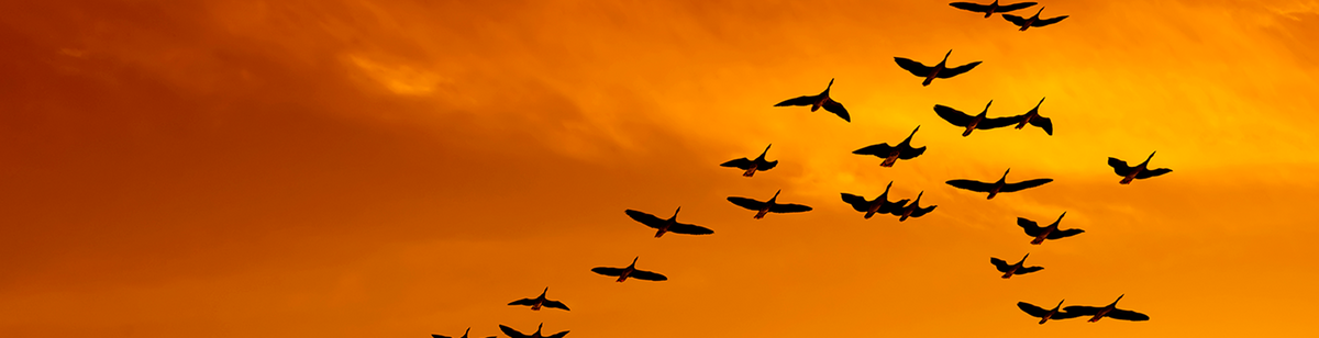Your Migration Map to a Comprehensive Protection and Licensing System ...